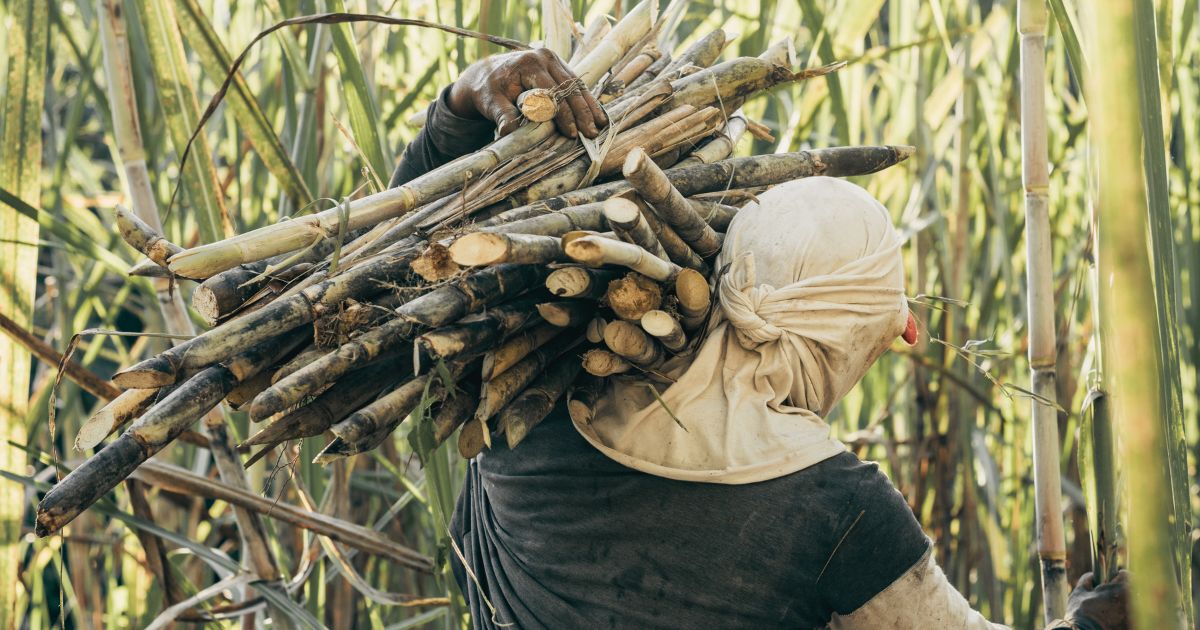 Aguardiente, Redefined: A Modern Taste of Colombia
